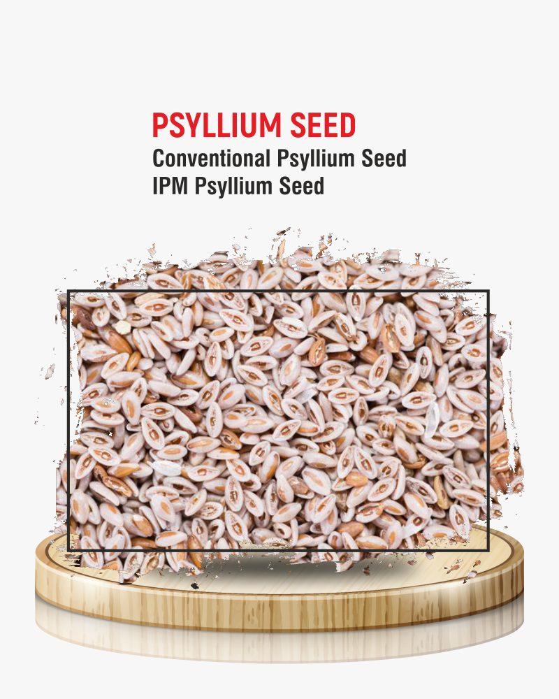Psyllium Seeds - Kedarnath Spices & Herbs